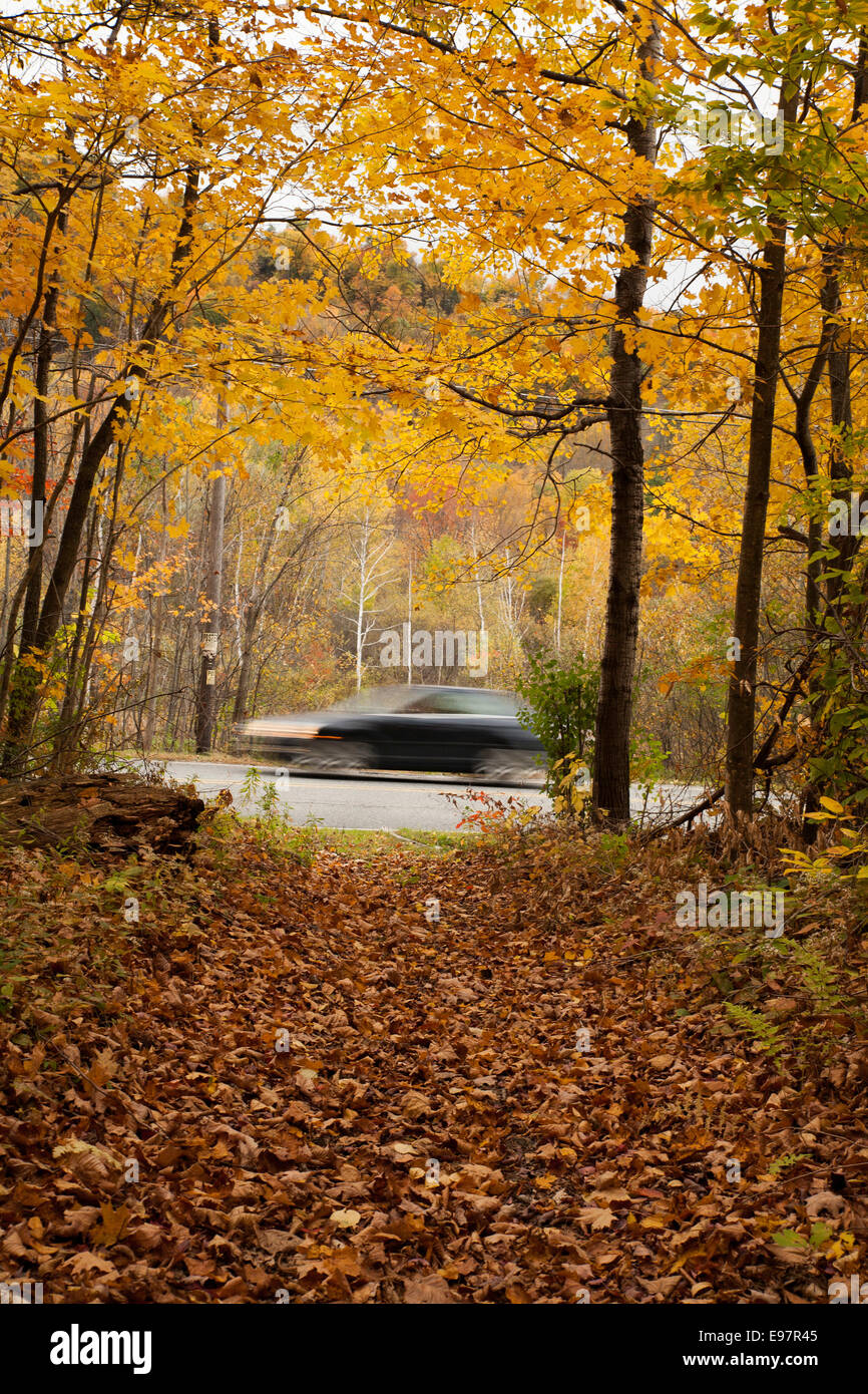 Rural woods at peak of fall season as car passes on back road Stock ...