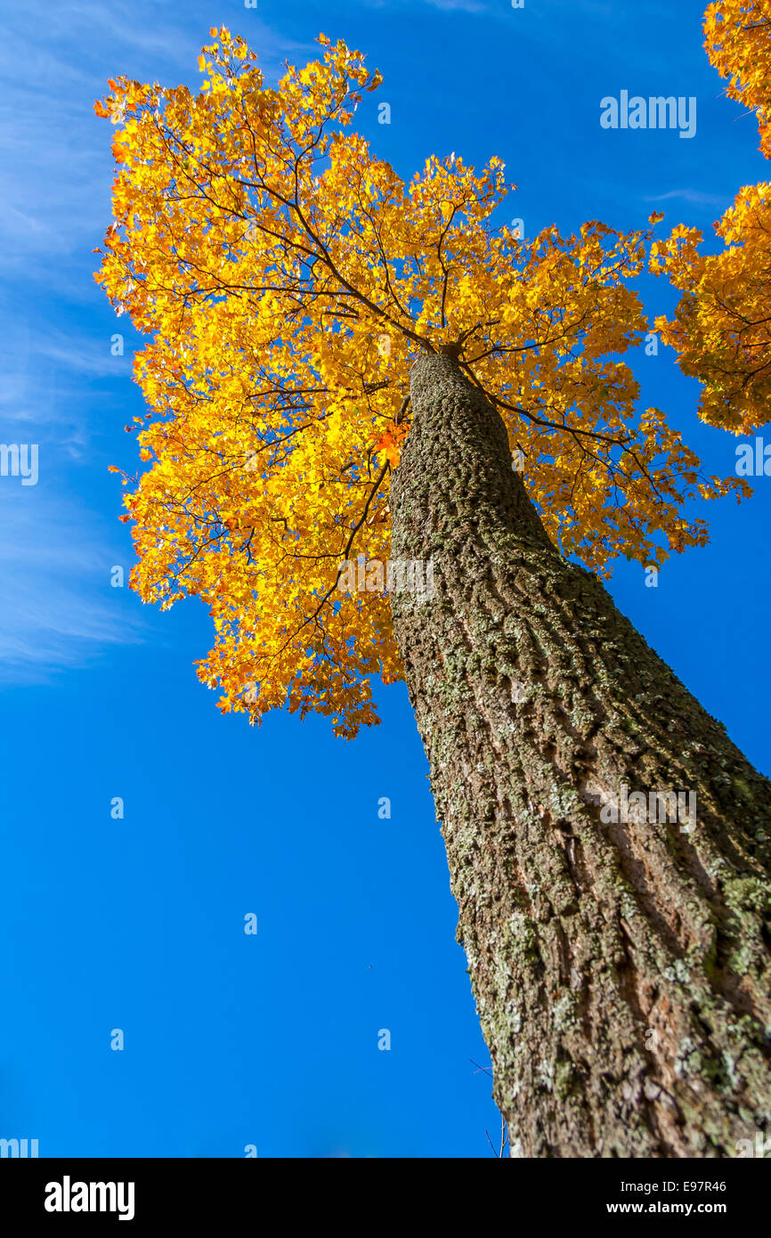 Gold Trees in a autumn park Stock Photo - Alamy