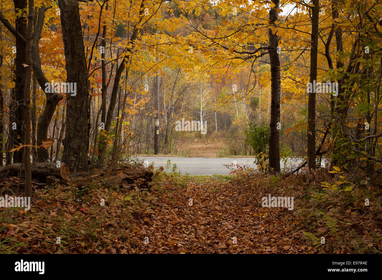 Rural woods at peak of fall season with view across back road Stock ...