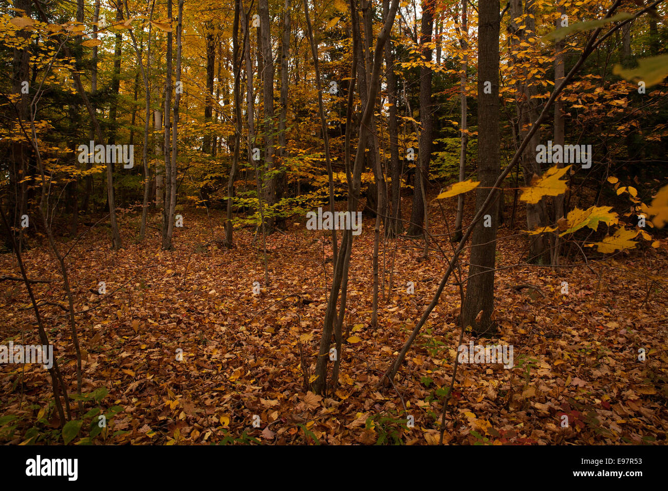 Rural woods at peak of fall season Stock Photo - Alamy