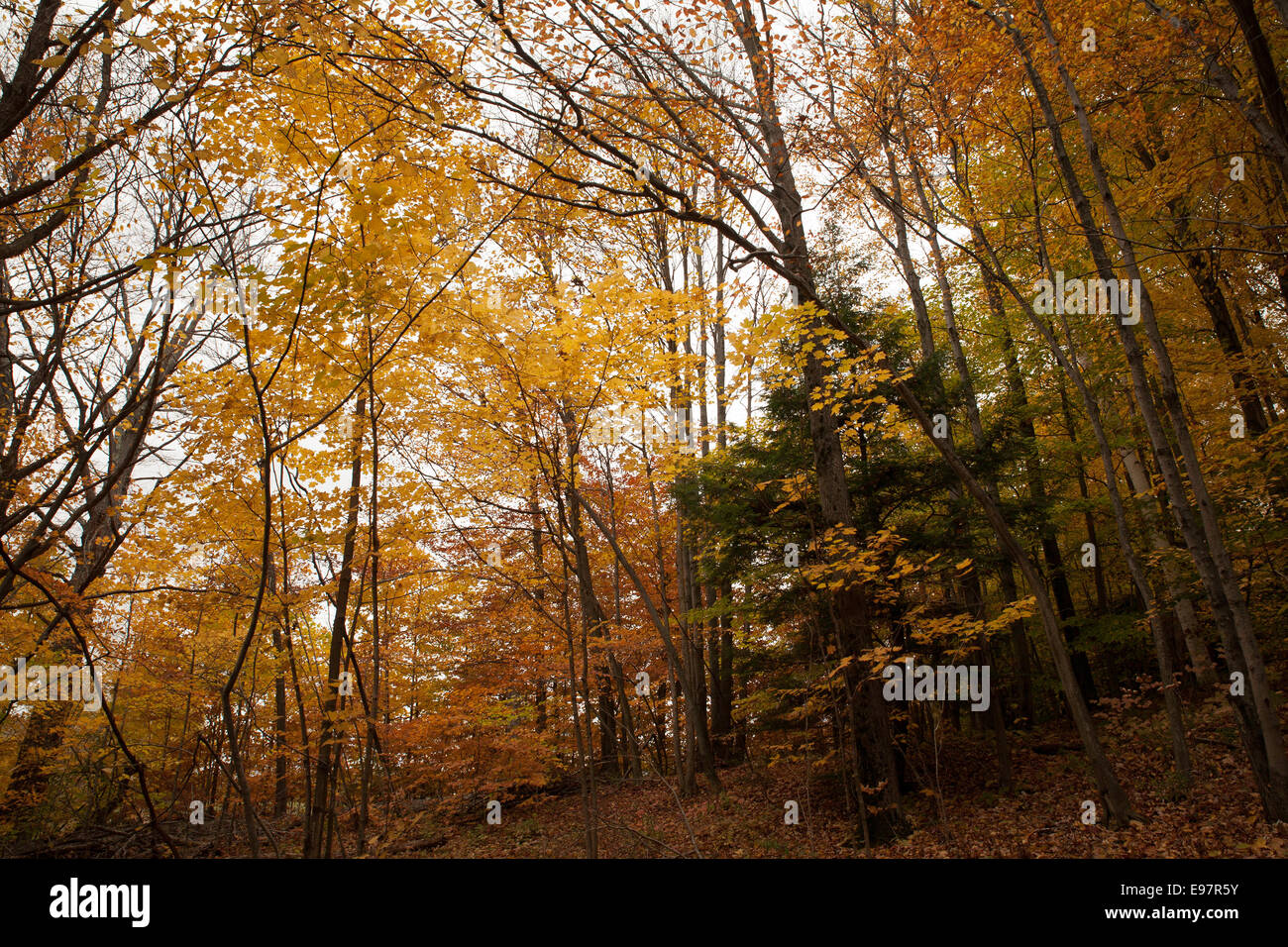 Rural woods at peak of fall season Stock Photo - Alamy