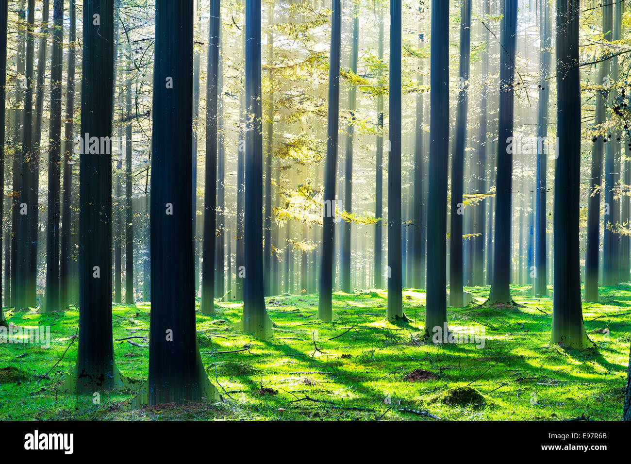 European larch (Larix decidua) forest in autumn. Gorbeia Natural Park ...