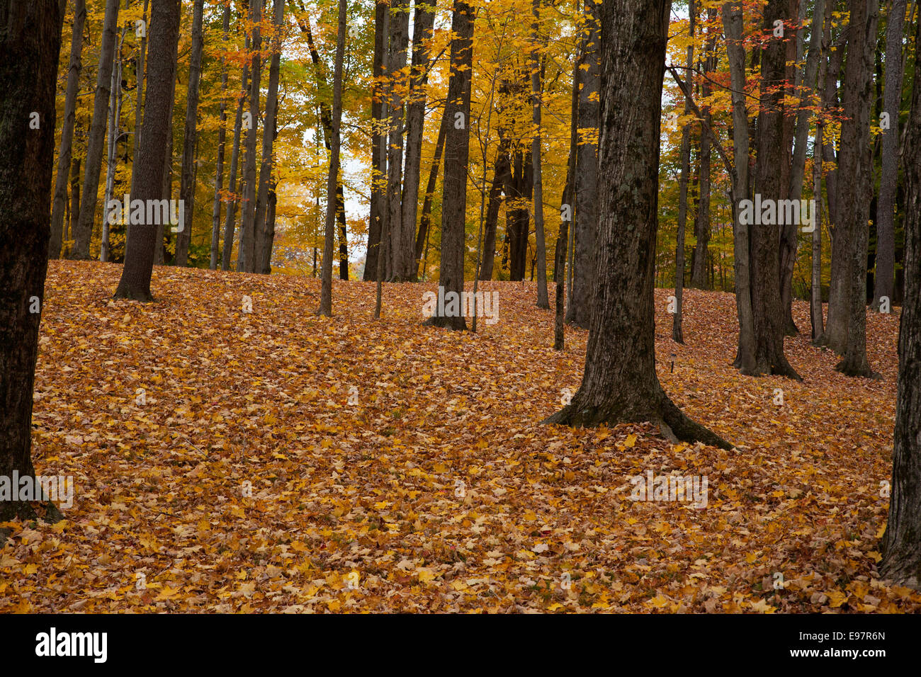 Rural woods at peak of fall season Stock Photo - Alamy