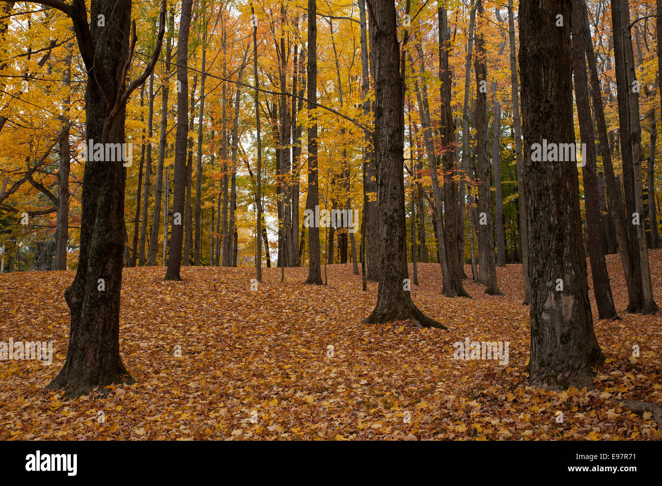 Rural woods hi-res stock photography and images - Alamy