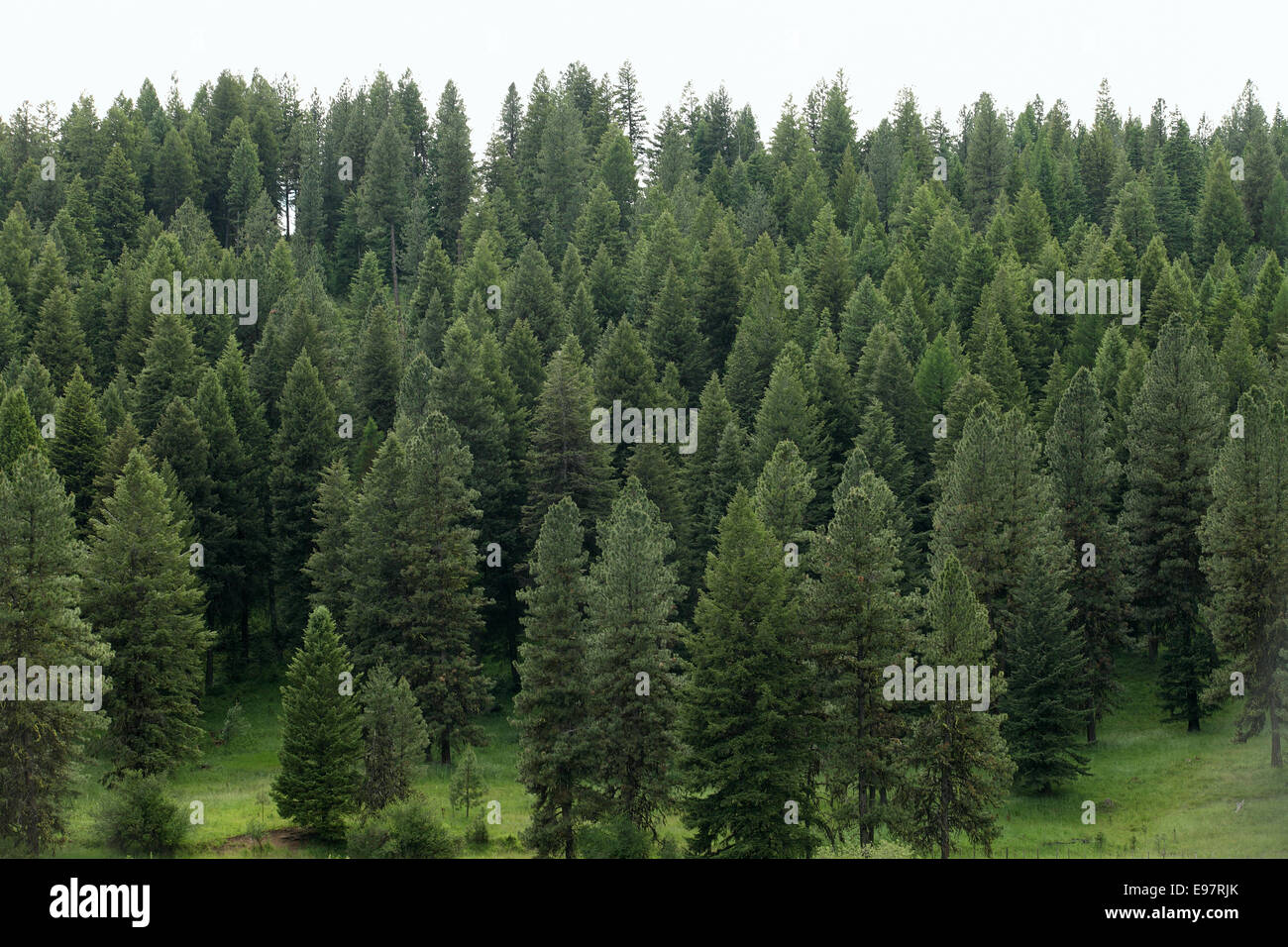 A stand of pine trees ready to be harvested Stock Photo - Alamy