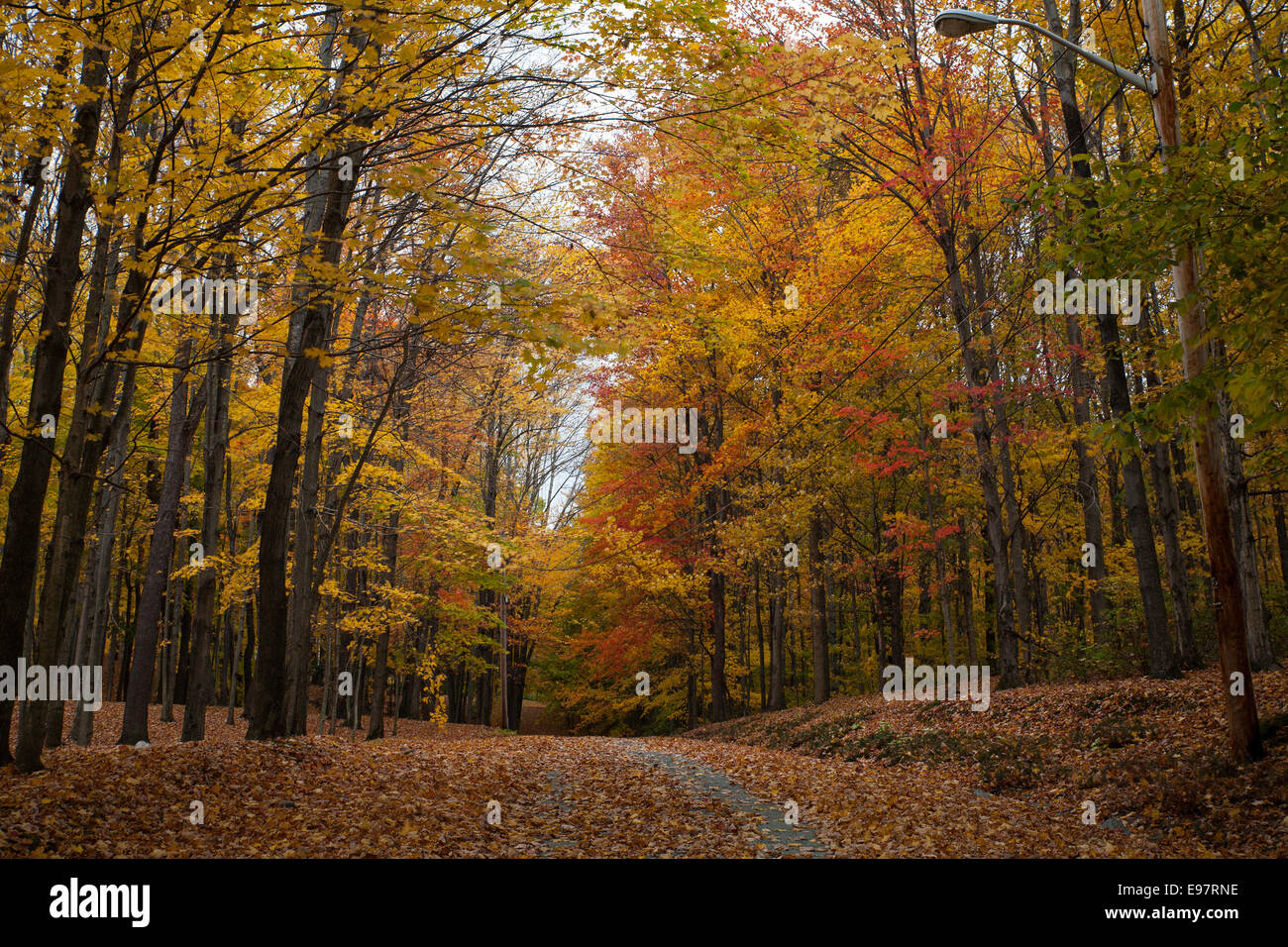 Rural woods at peak of fall season Stock Photo - Alamy