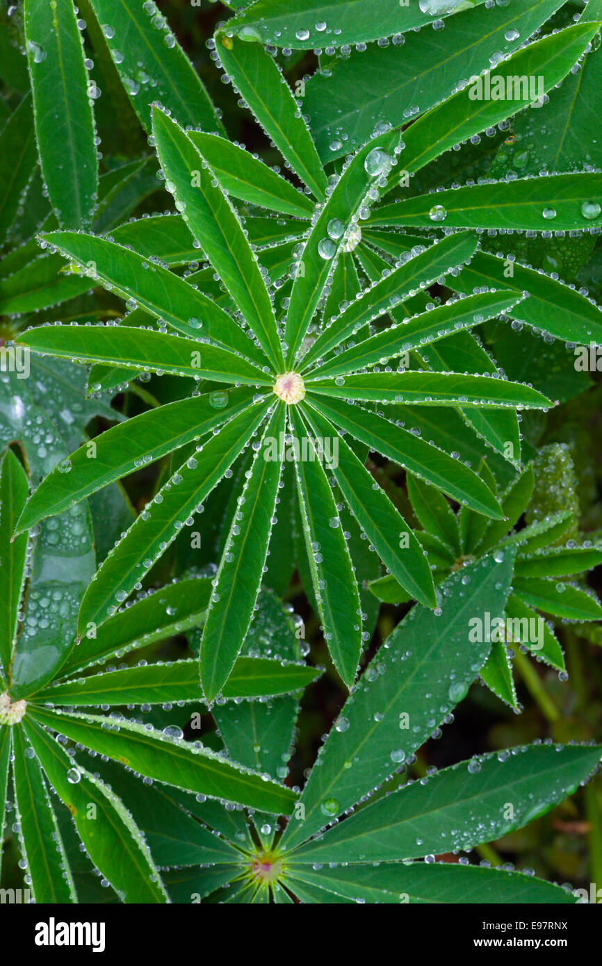 Lupin leaves growing in herbaceous border after rain Stock Photo - Alamy