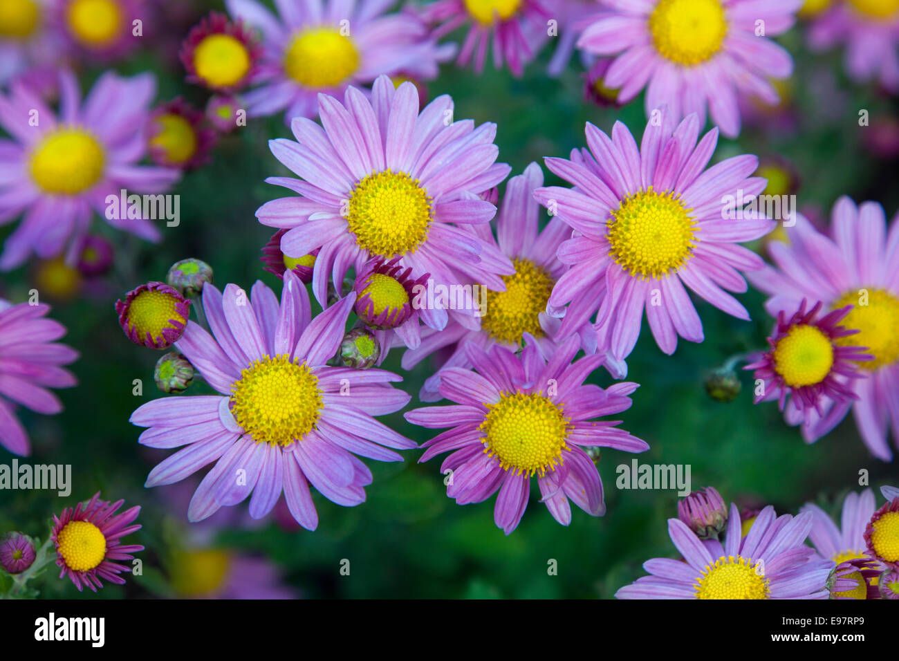 European Michaelmas Daisy Aster amellus Mid October Stock Photo - Alamy