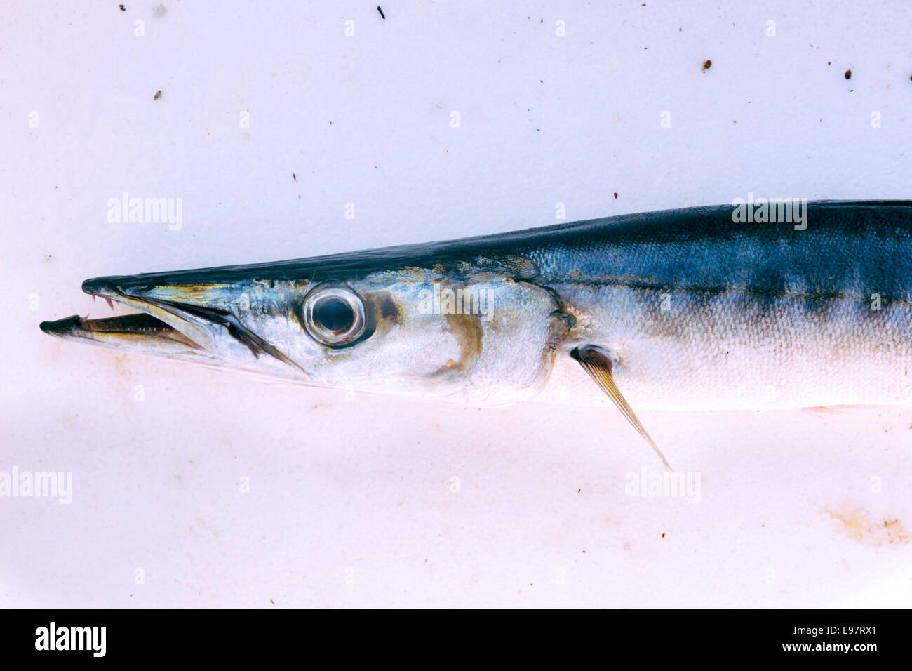 High Angle Ocean Fish