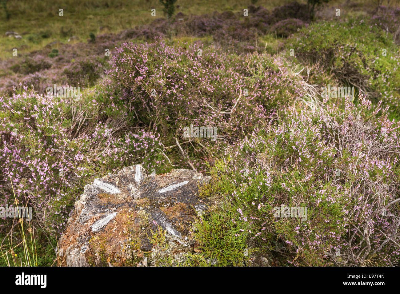 Heather & tree stump on Aoineadh Mor in Ardnamurchan, Scotland Stock ...