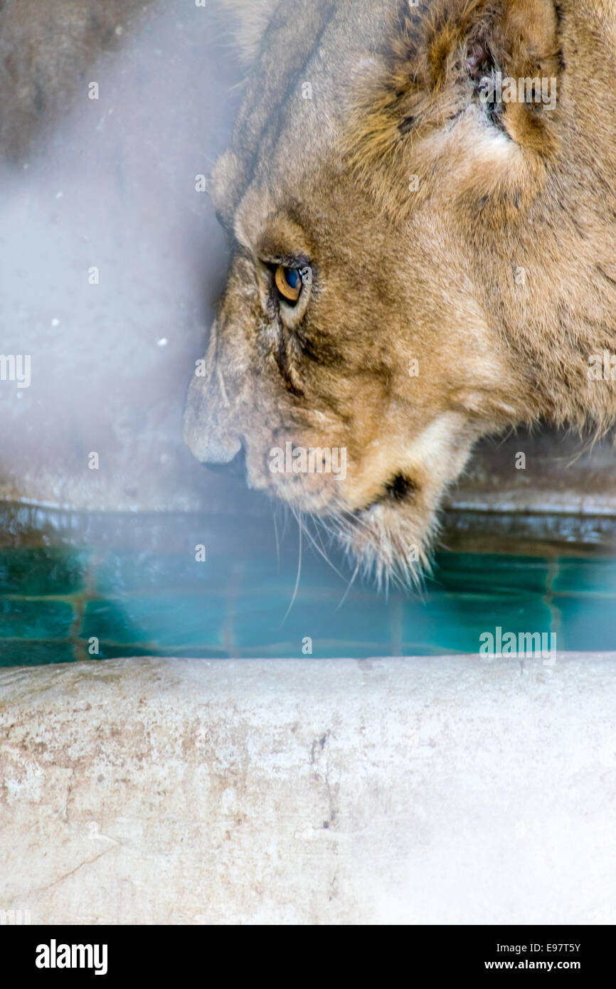 Cage guard hi-res stock photography and images - Alamy