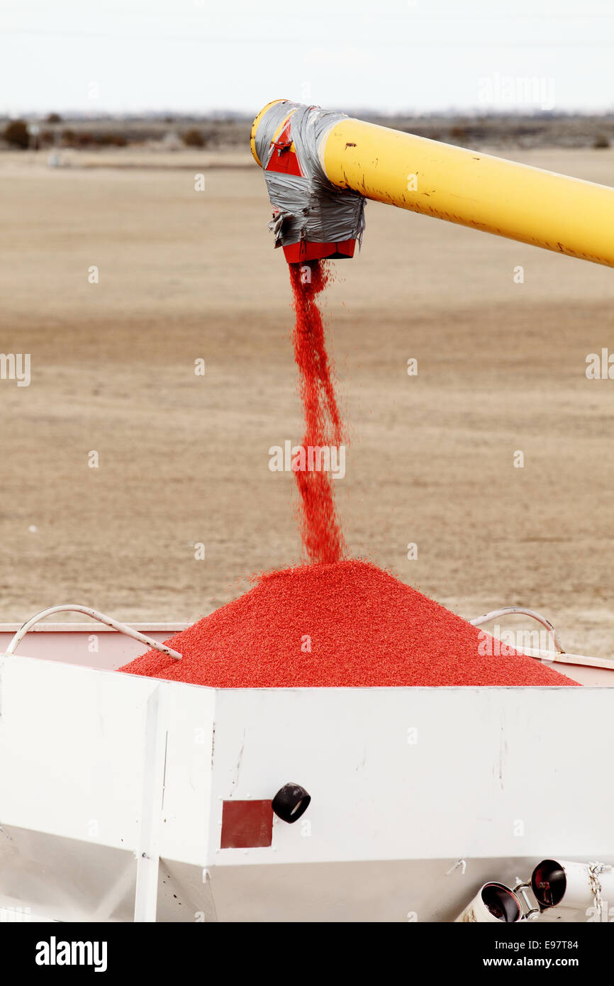 Wheat seed hi-res stock photography and images - Alamy