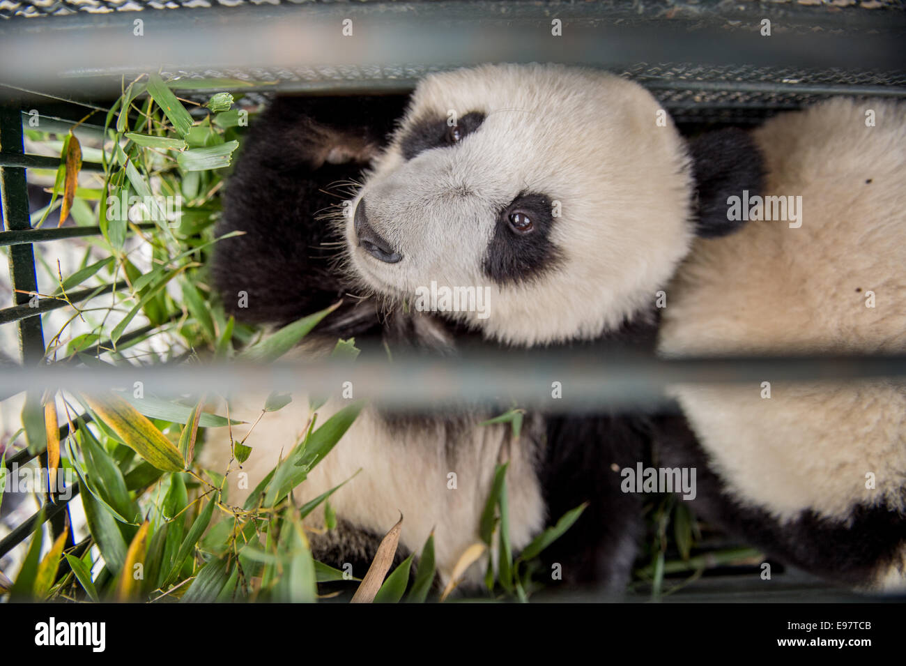 A captive born panda walks through the the Deng Sheng forest in Sichuan ...