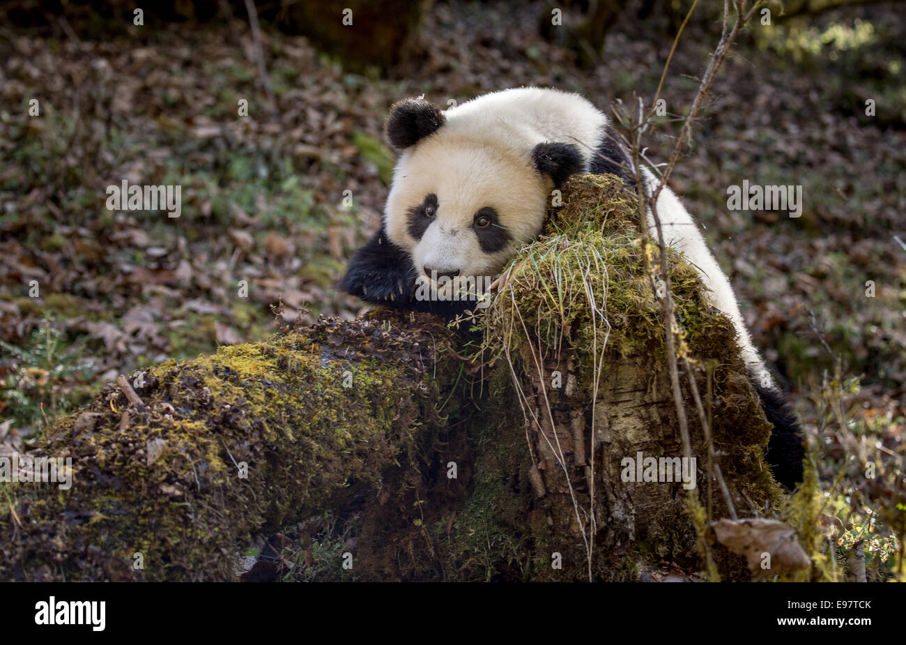 A captive born panda walks through the the Deng Sheng forest in Sichuan ...