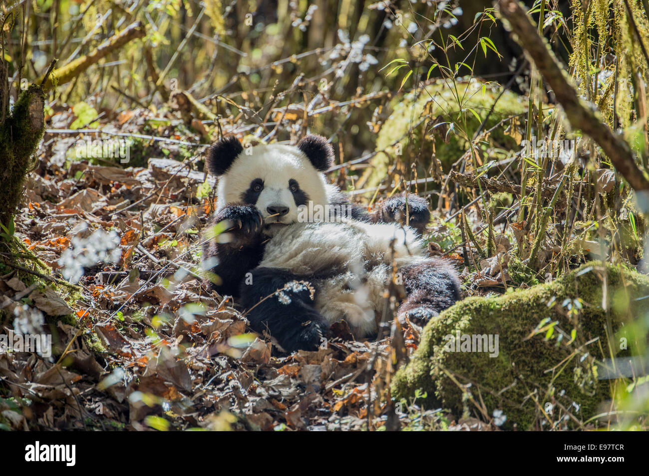 Captive born giant pandas hi-res stock photography and images - Alamy