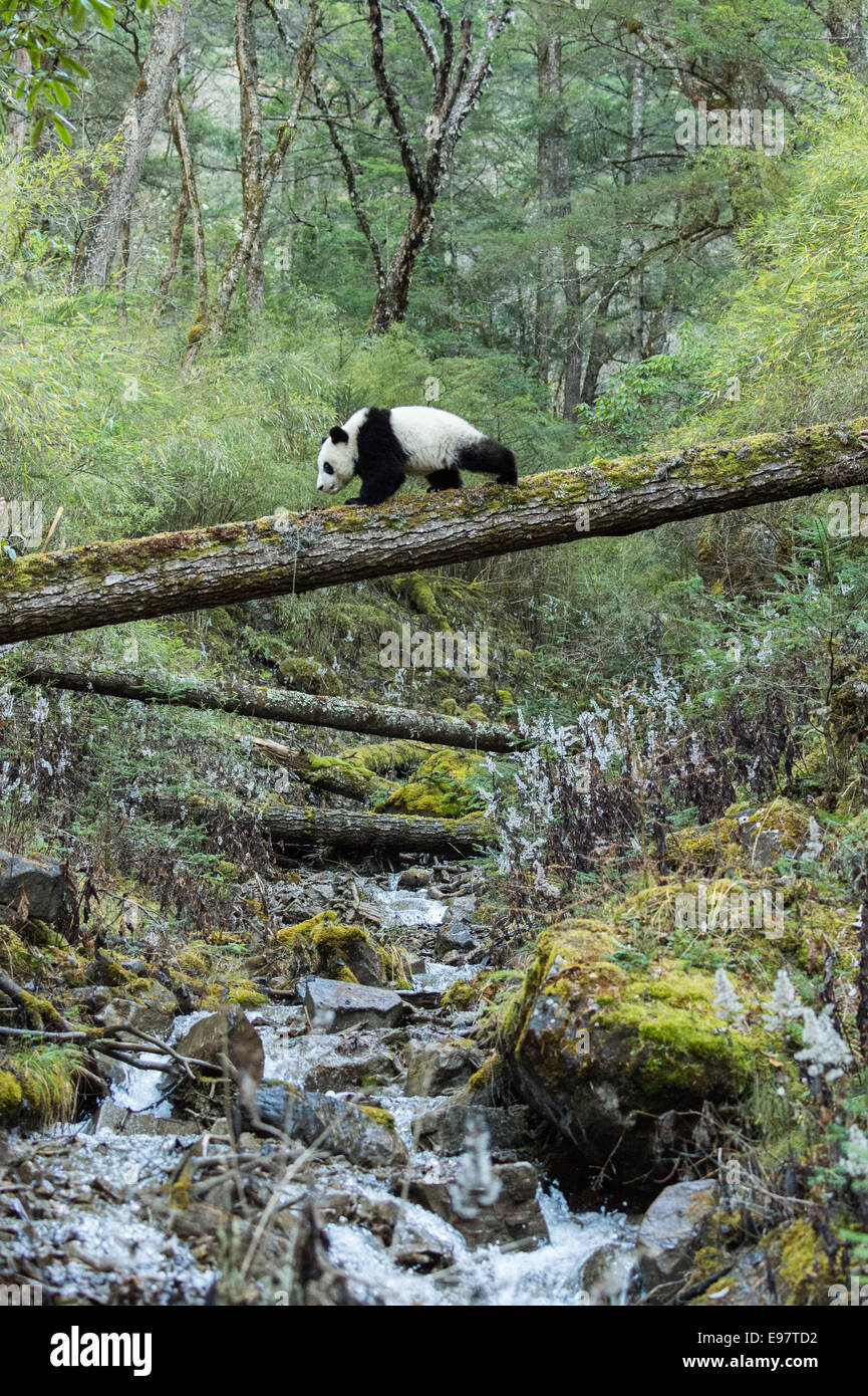 Captive born giant pandas hi-res stock photography and images - Alamy