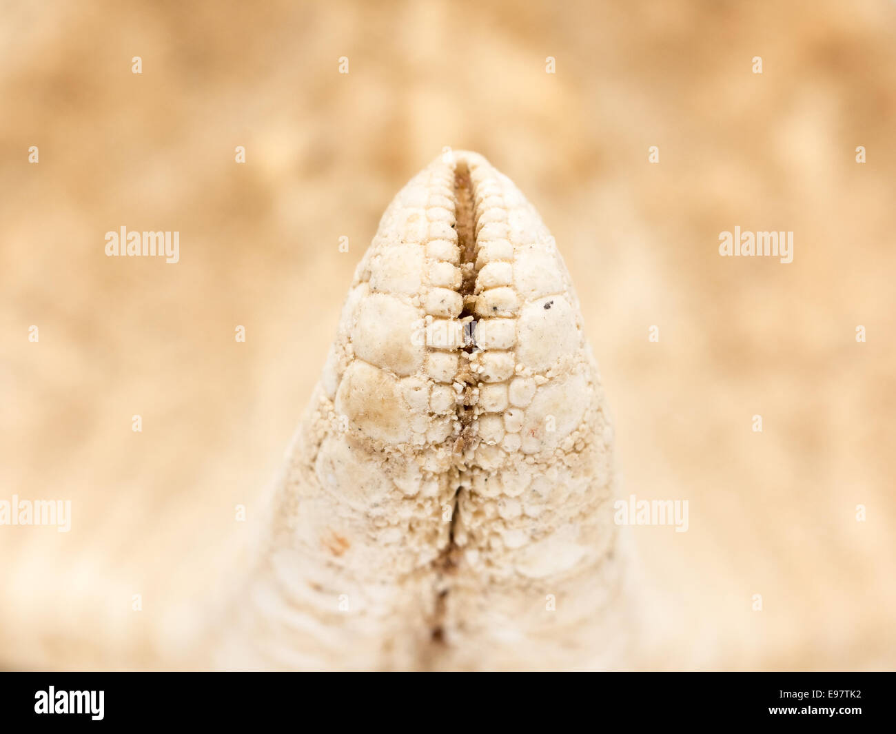 Sea Star Close Up Stock Photo - Alamy