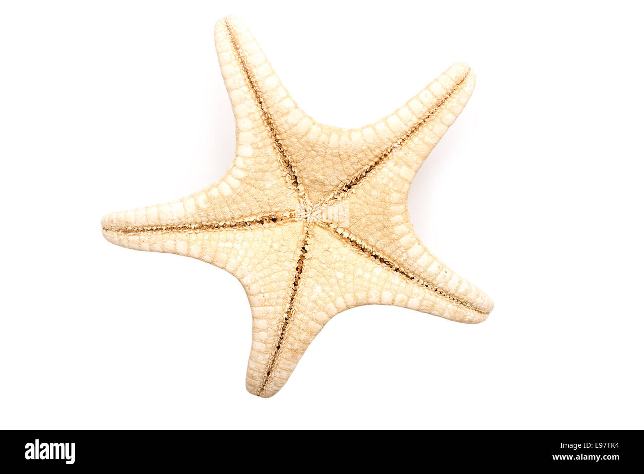 Isolated marine life hi-res stock photography and images - Alamy