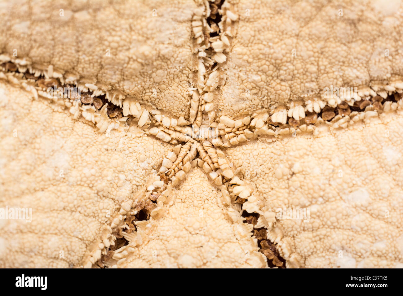 Sea Star Close Up Stock Photo - Alamy