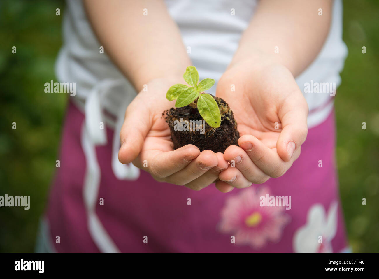 Human hands holding seedling hi-res stock photography and images - Alamy