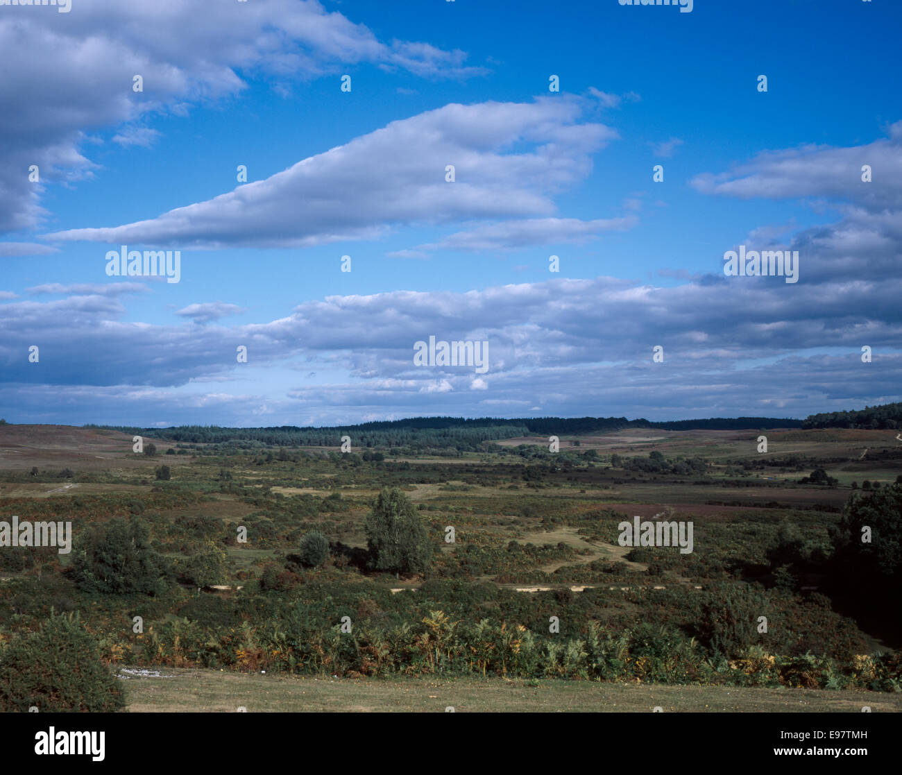 View across sandy heathland Hampton Ridge between Fritham and Frogham ...