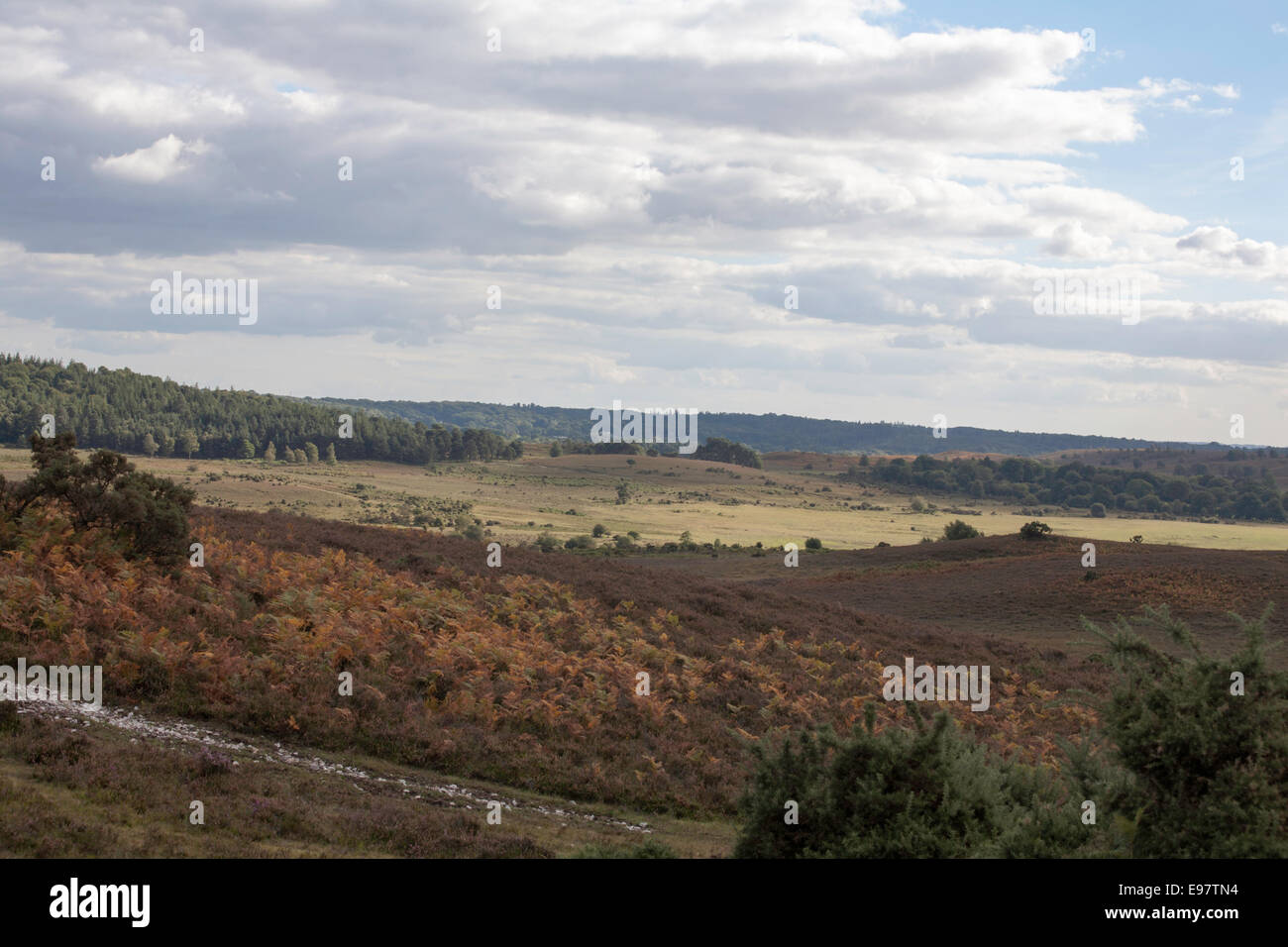 View across sandy heathland Hampton Ridge between Fritham and Frogham ...