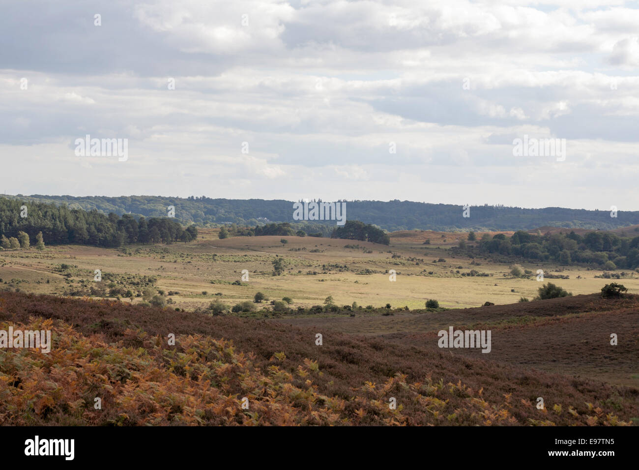 View across sandy heathland Hampton Ridge between Fritham and Frogham ...