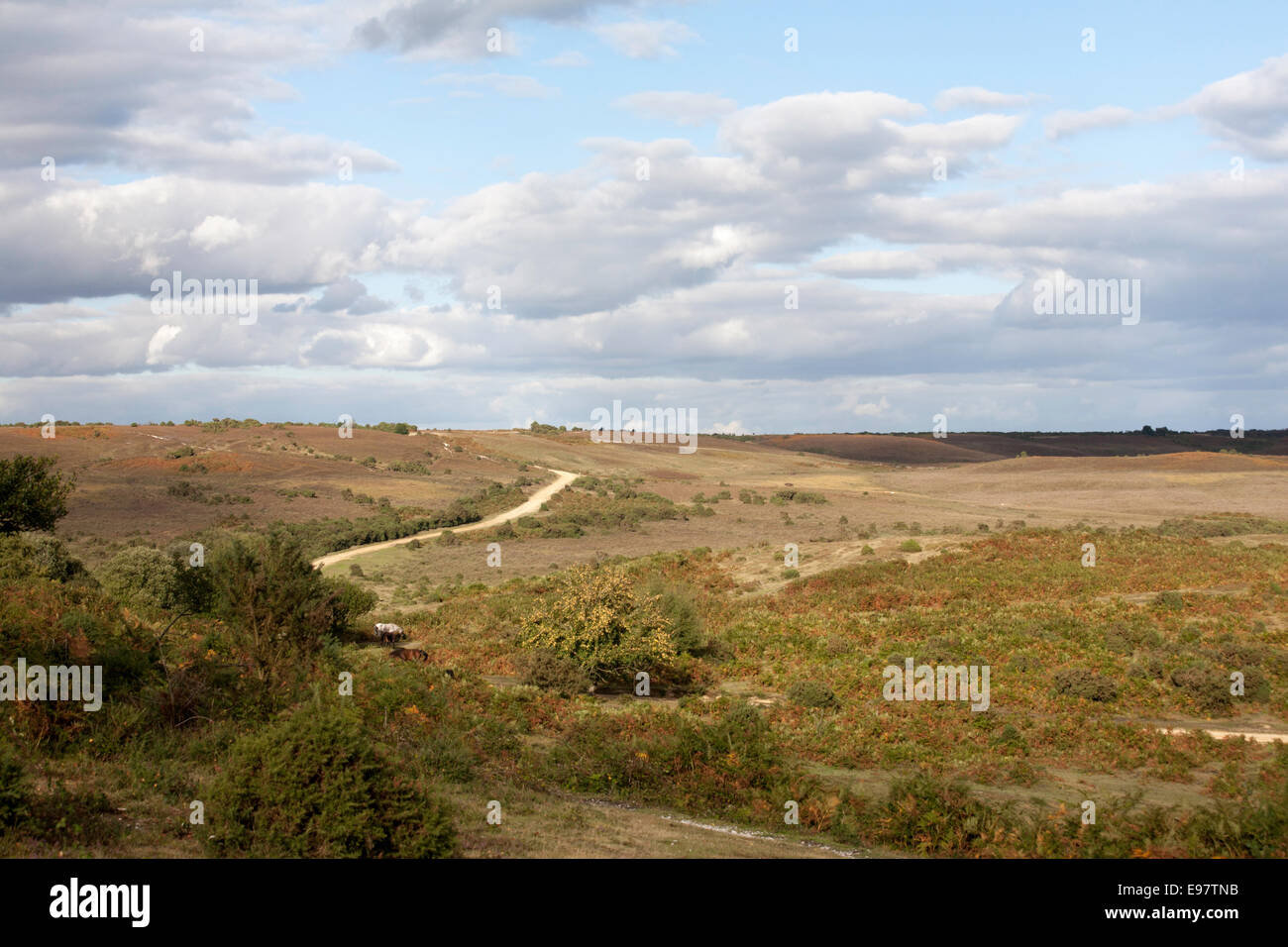 View across sandy heathland Hampton Ridge between Fritham and Frogham ...