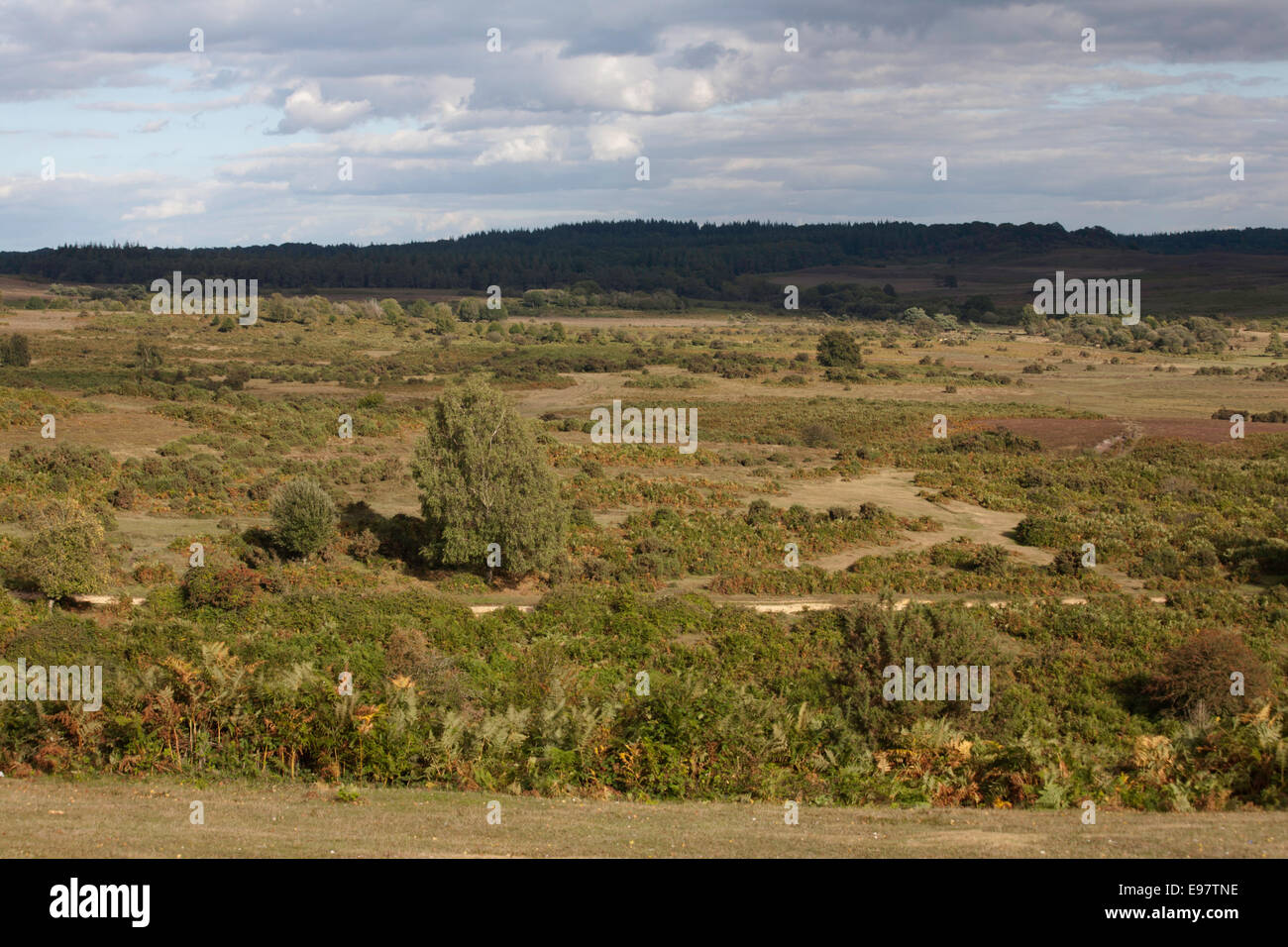 View across sandy heathland Hampton Ridge between Fritham and Frogham ...