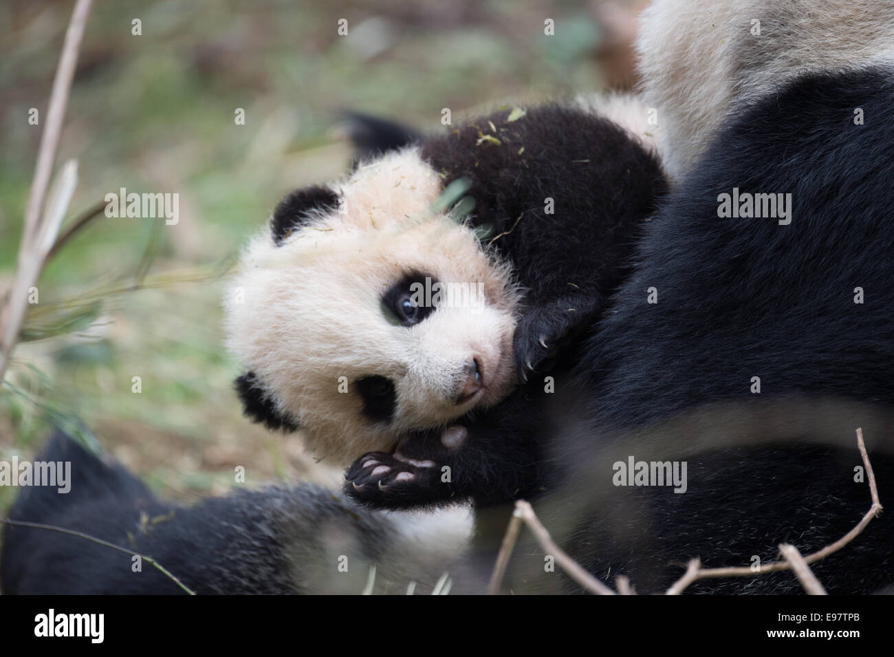 A 14 year old panda named YeYe holds her young cub at Wolong Giant ...
