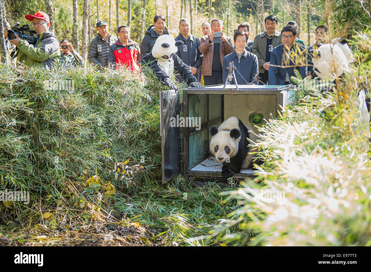 China released two-year old, captive born Giant panda named Zhang Xiang ...