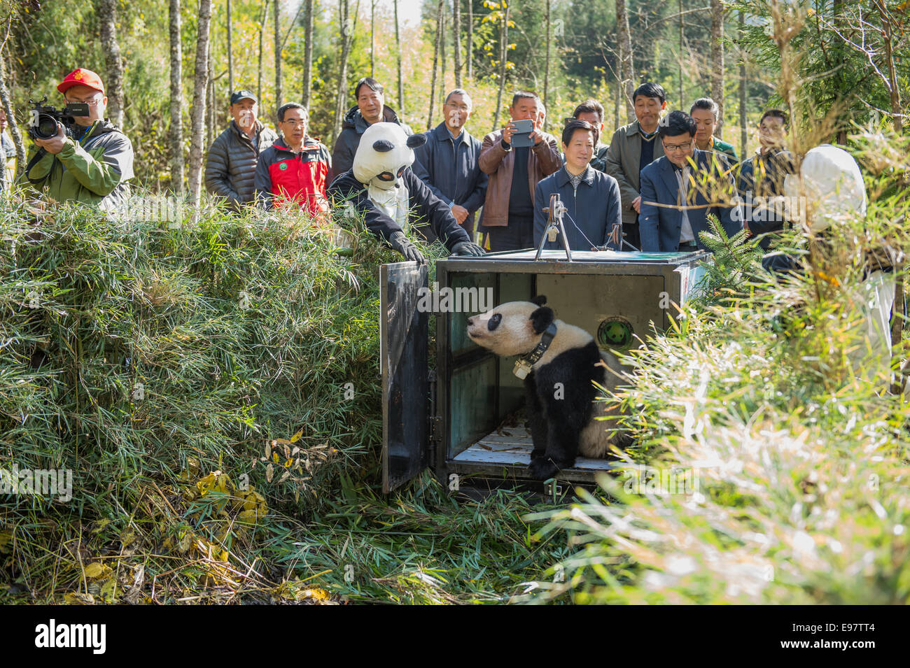 China released two-year old, captive born Giant panda named Zhang Xiang ...