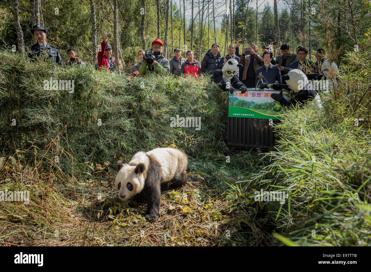 China released two-year old, captive born Giant panda named Zhang Xiang ...