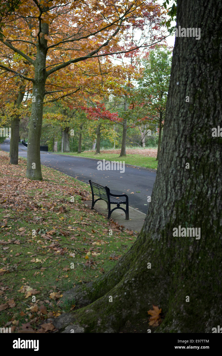 Belfast Ireland 20th October 2014. With autumn upon us, leaves in the ...