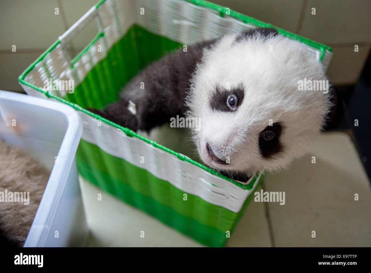 A baby captive bred panda sits in a basket as it is moved from a ...