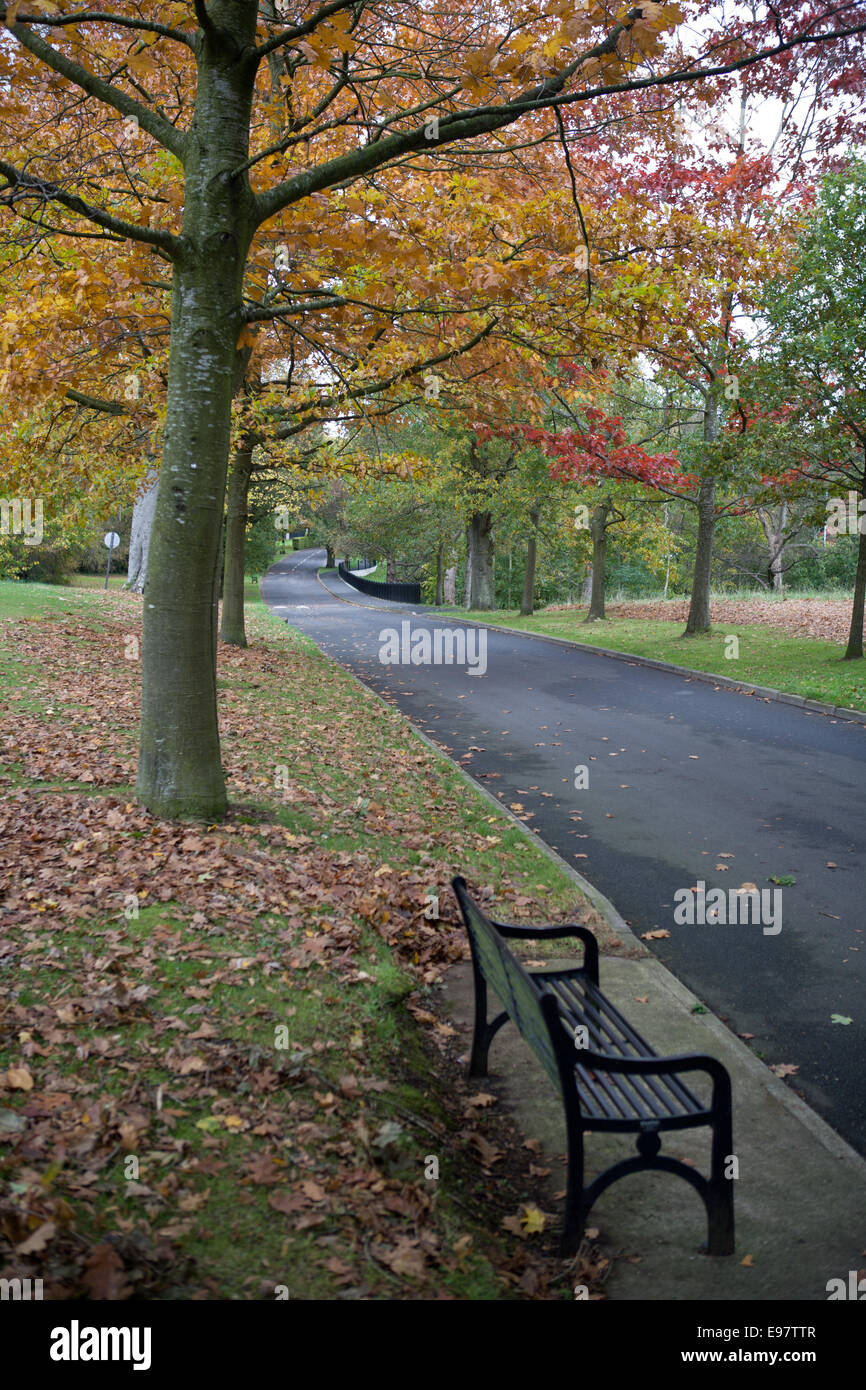 Belfast Ireland 20th October 2014. With autumn upon us, leaves in the ...