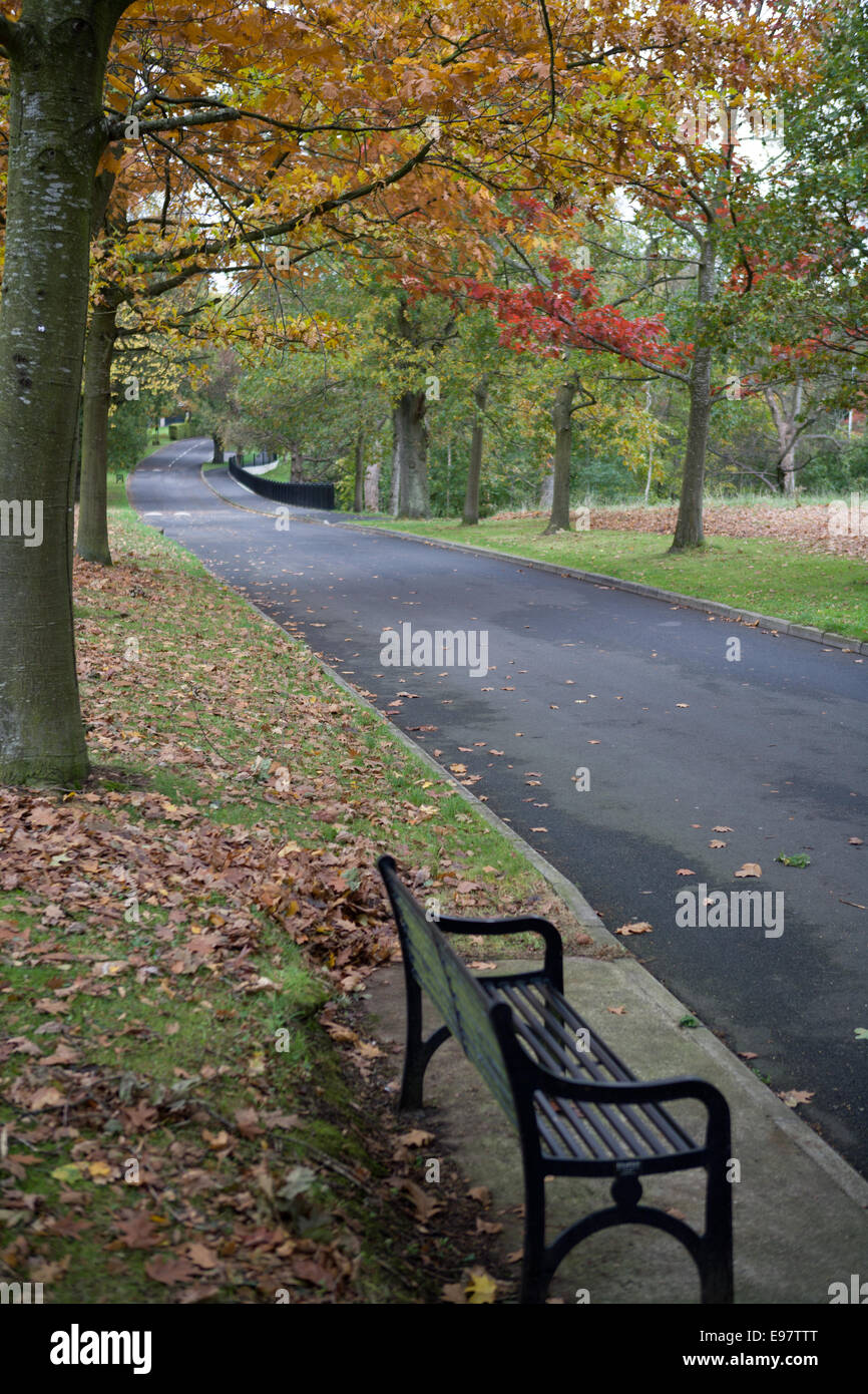 Belfast Ireland 20th October 2014. With autumn upon us, leaves in the ...