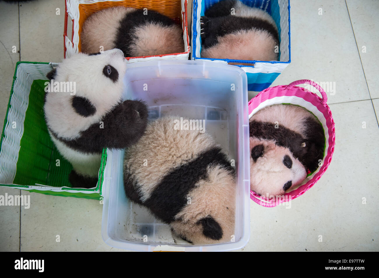 Baby pandas sit in a basket as they are moved from a building at the ...