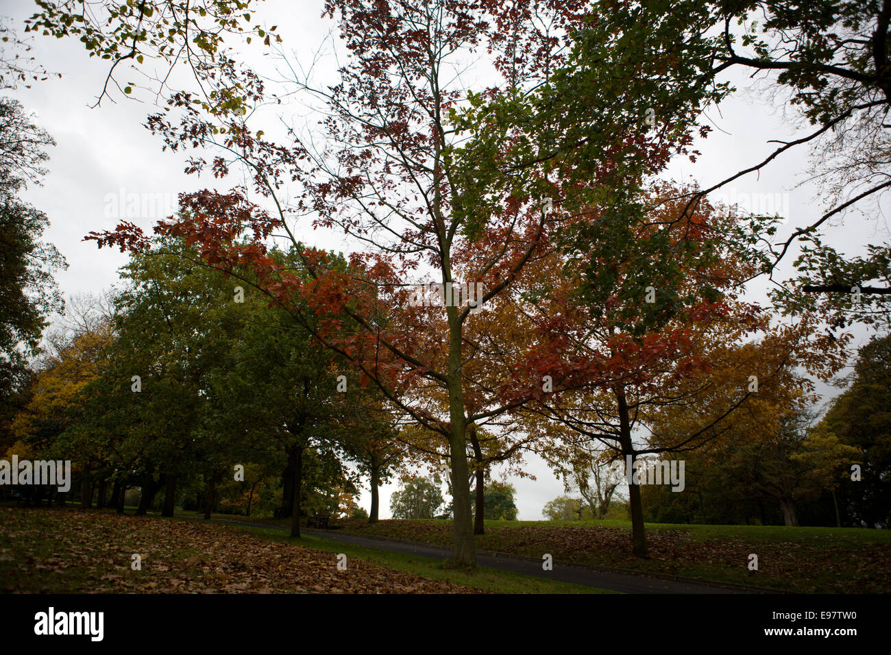 Belfast Ireland 20th October 2014. With autumn upon us, leaves in the ...