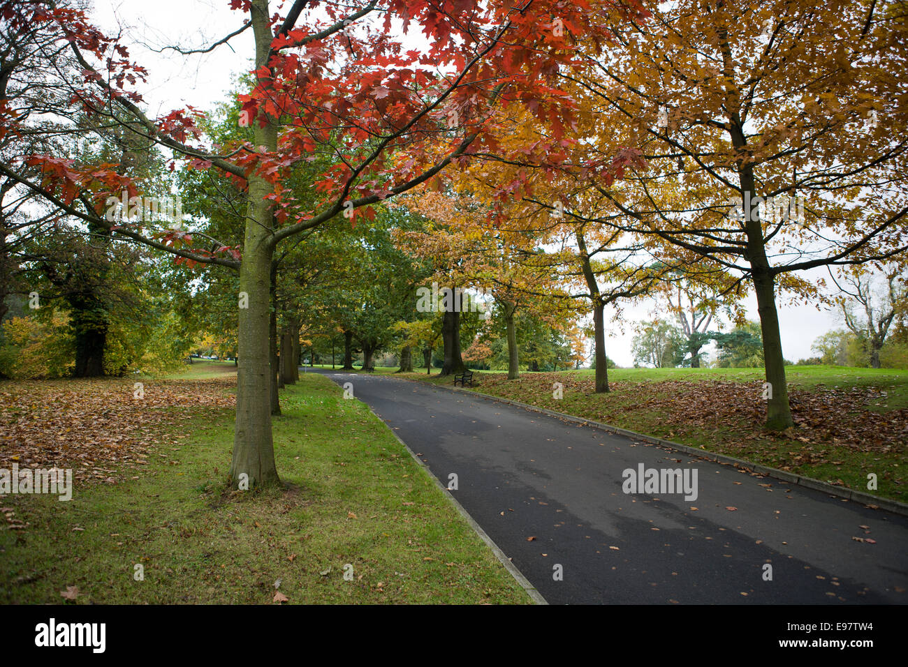 Belfast Ireland 20th October 2014. With autumn upon us, leaves in the ...