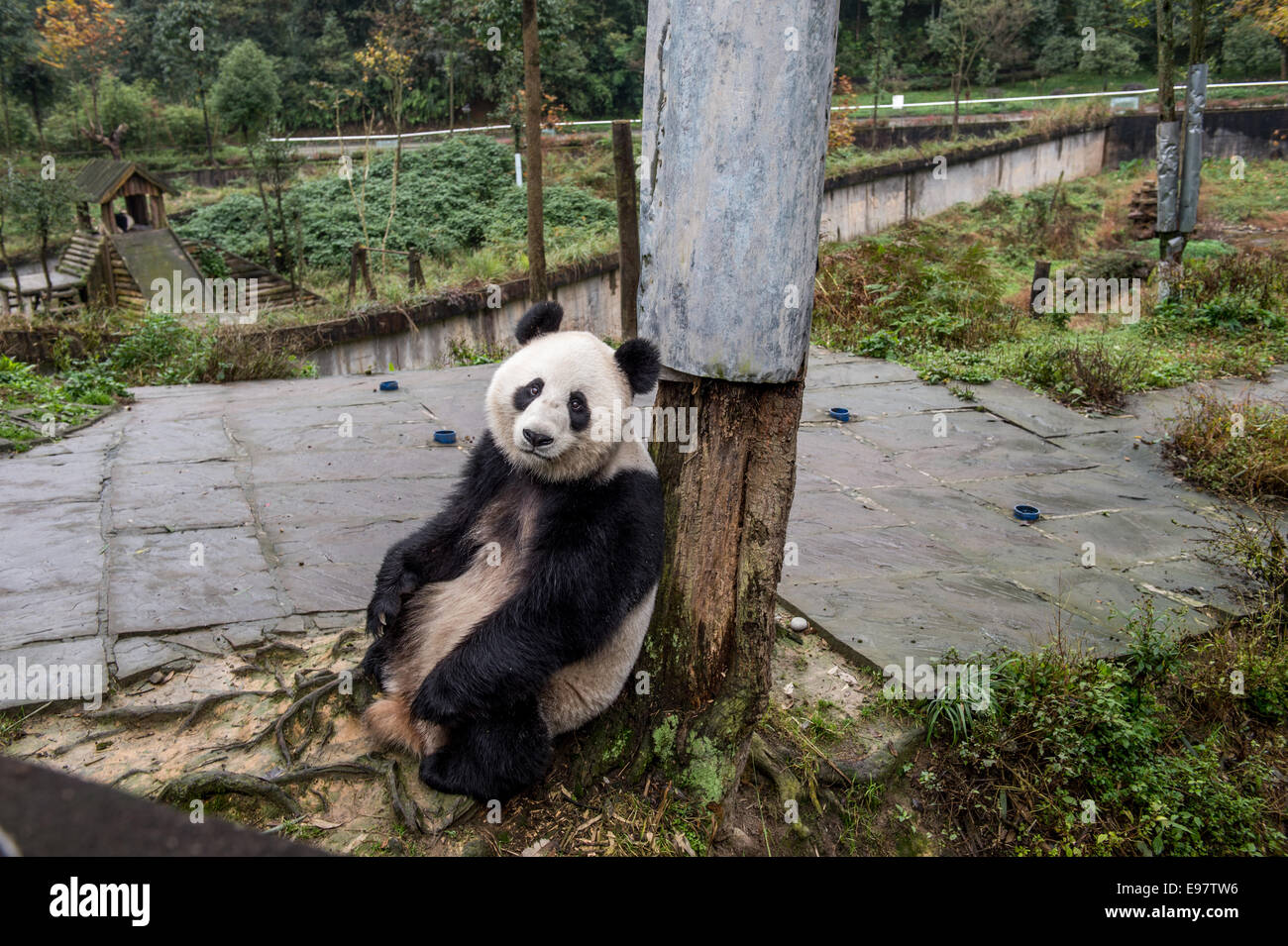 An adult captive panda in Ya'an, Sichuan, China. (Photo by Ami Vitale ...