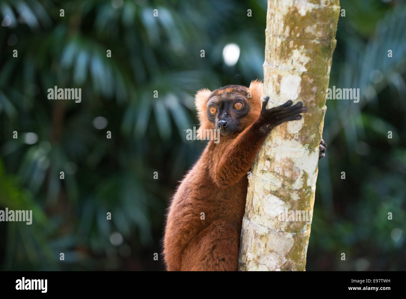 Red tailed lemur hi-res stock photography and images - Alamy