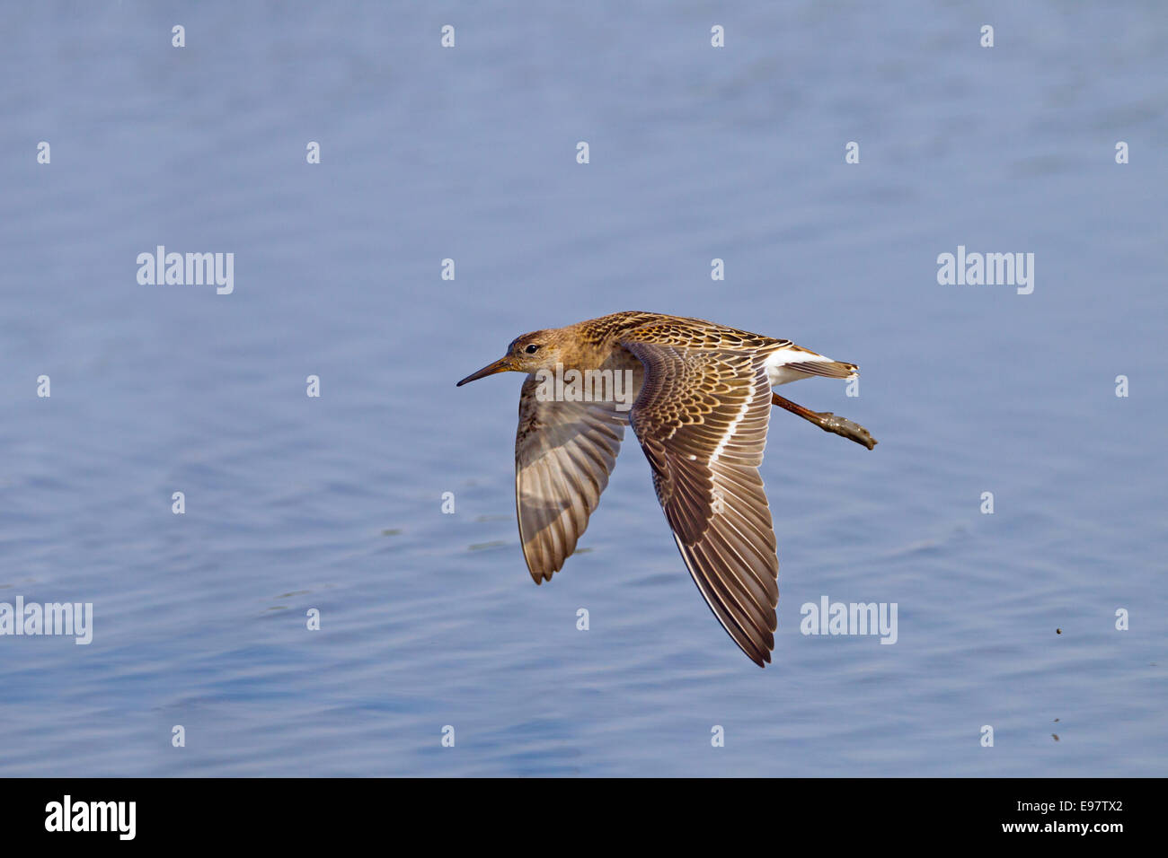 Ruff Philomachus pugnax in flight Stock Photo - Alamy
