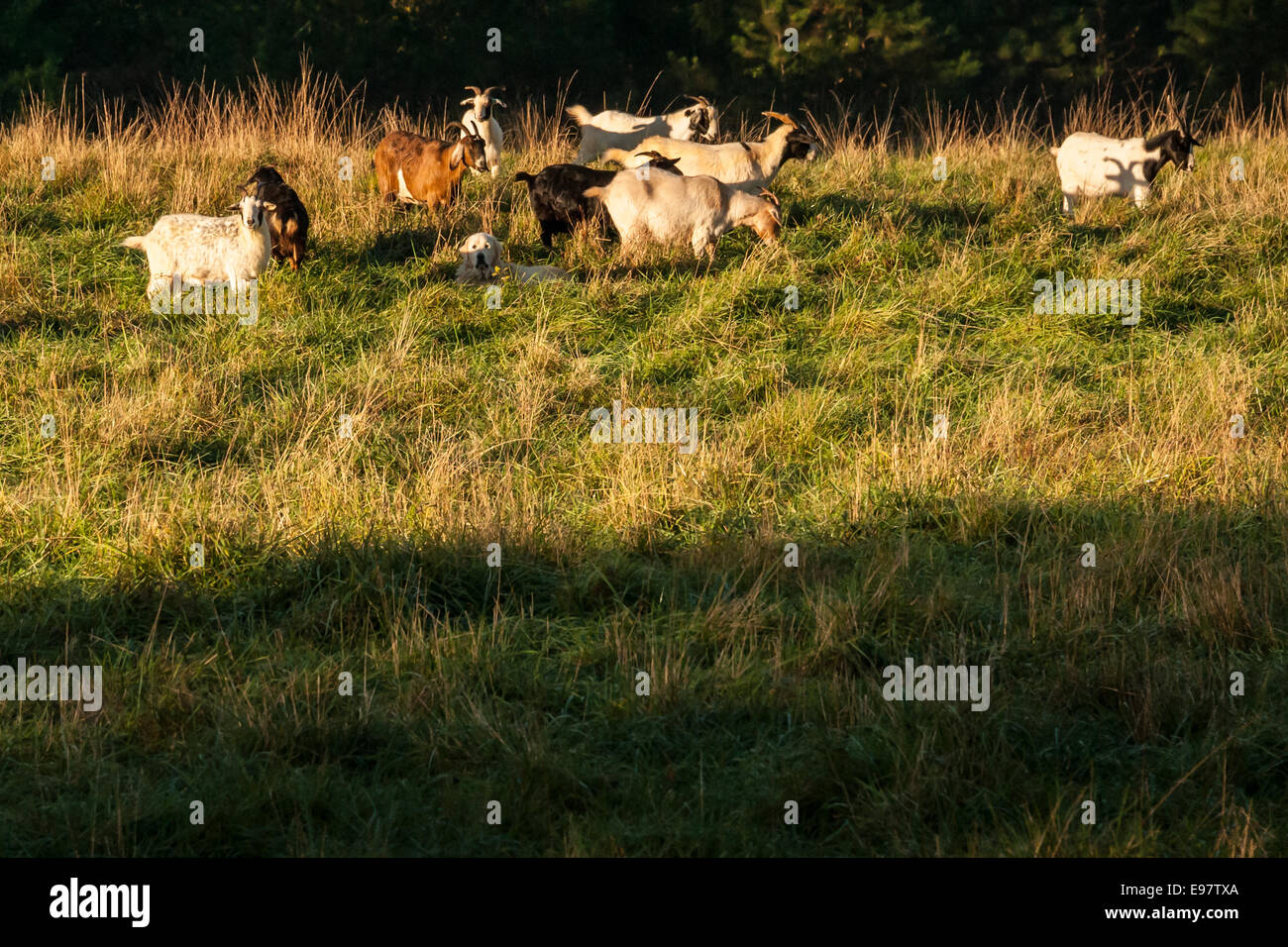 Sunrise with dog hi-res stock photography and images - Alamy