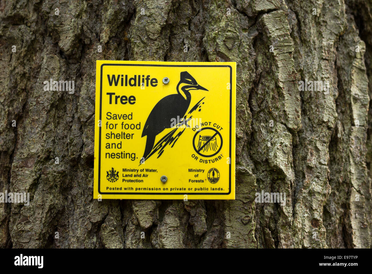 Woodpecker wildllife tree sign on Douglas fir tree at Swan Lake ...