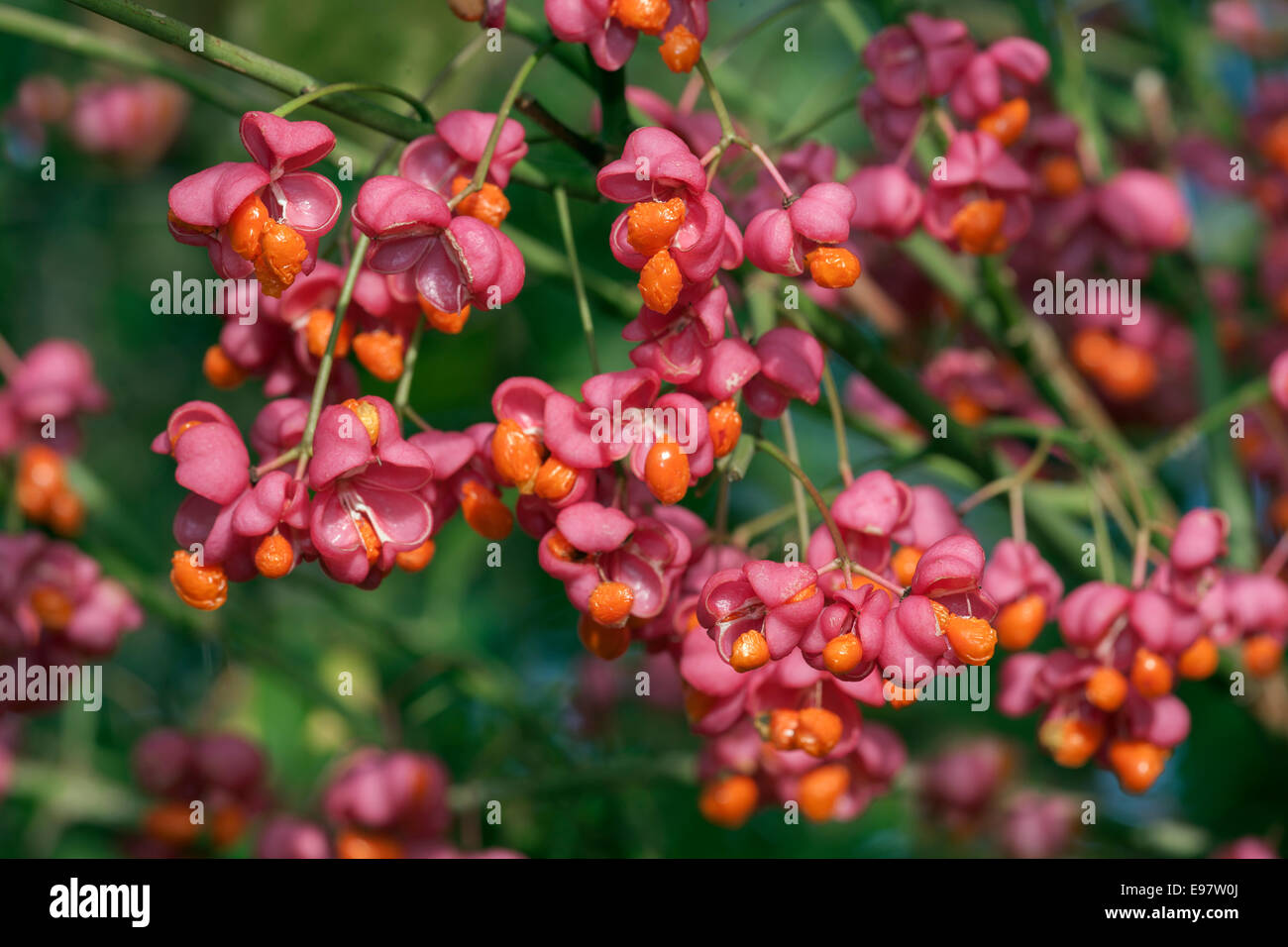 Spindle tree family hi-res stock photography and images - Alamy