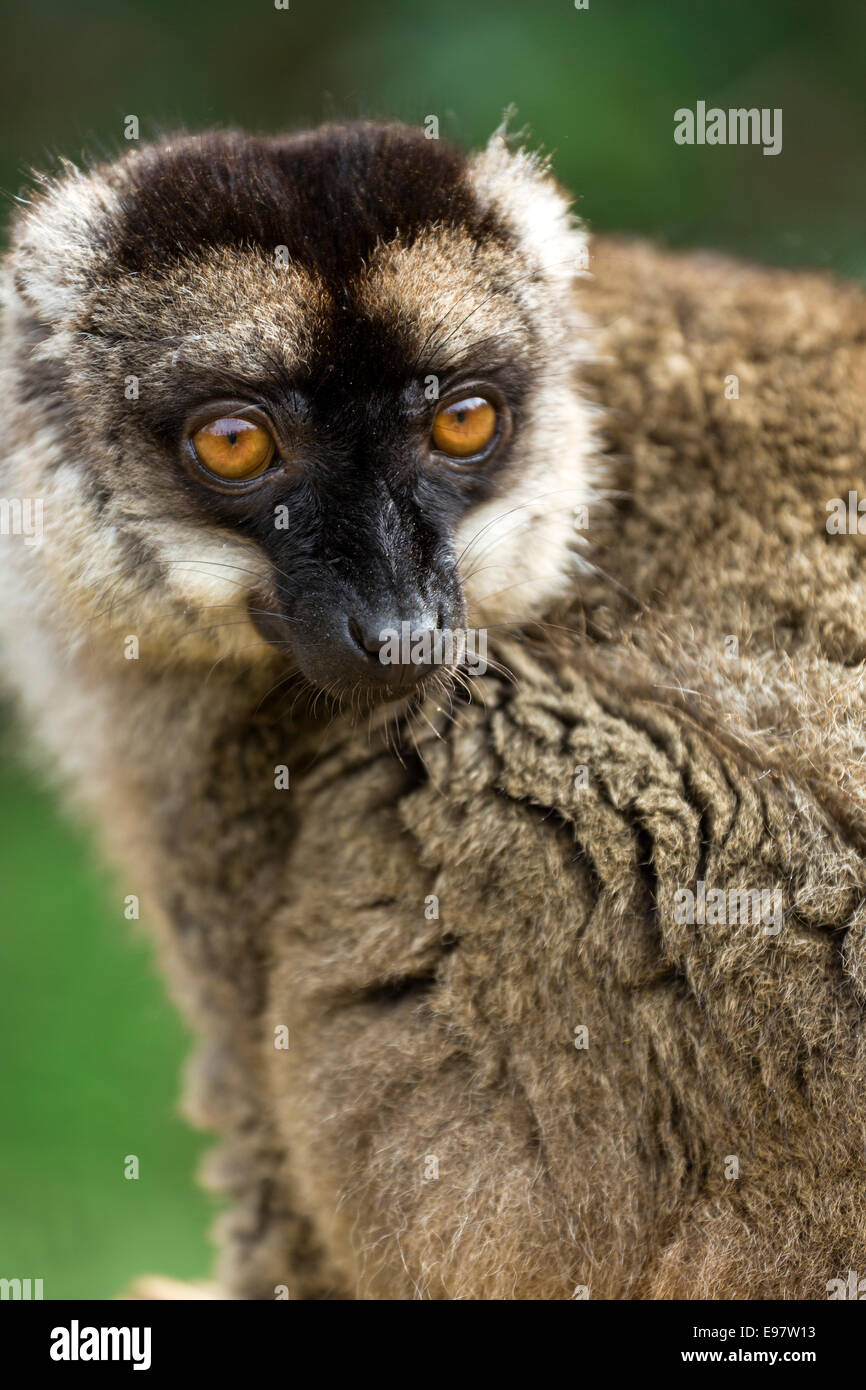 Common Brown Lemur, Eulemur fulvus,Vakôna Forest Lodge, Andasibe ...