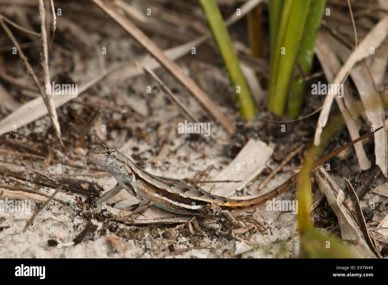 Scrub lizard hi-res stock photography and images - Alamy