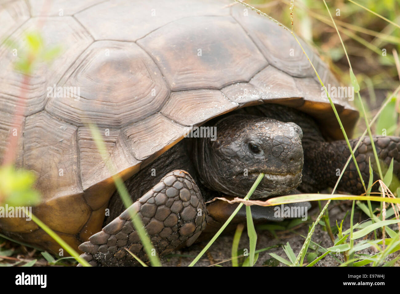 Closeup view of gopher tortoise eating grass - Gopherus polyphemus ...