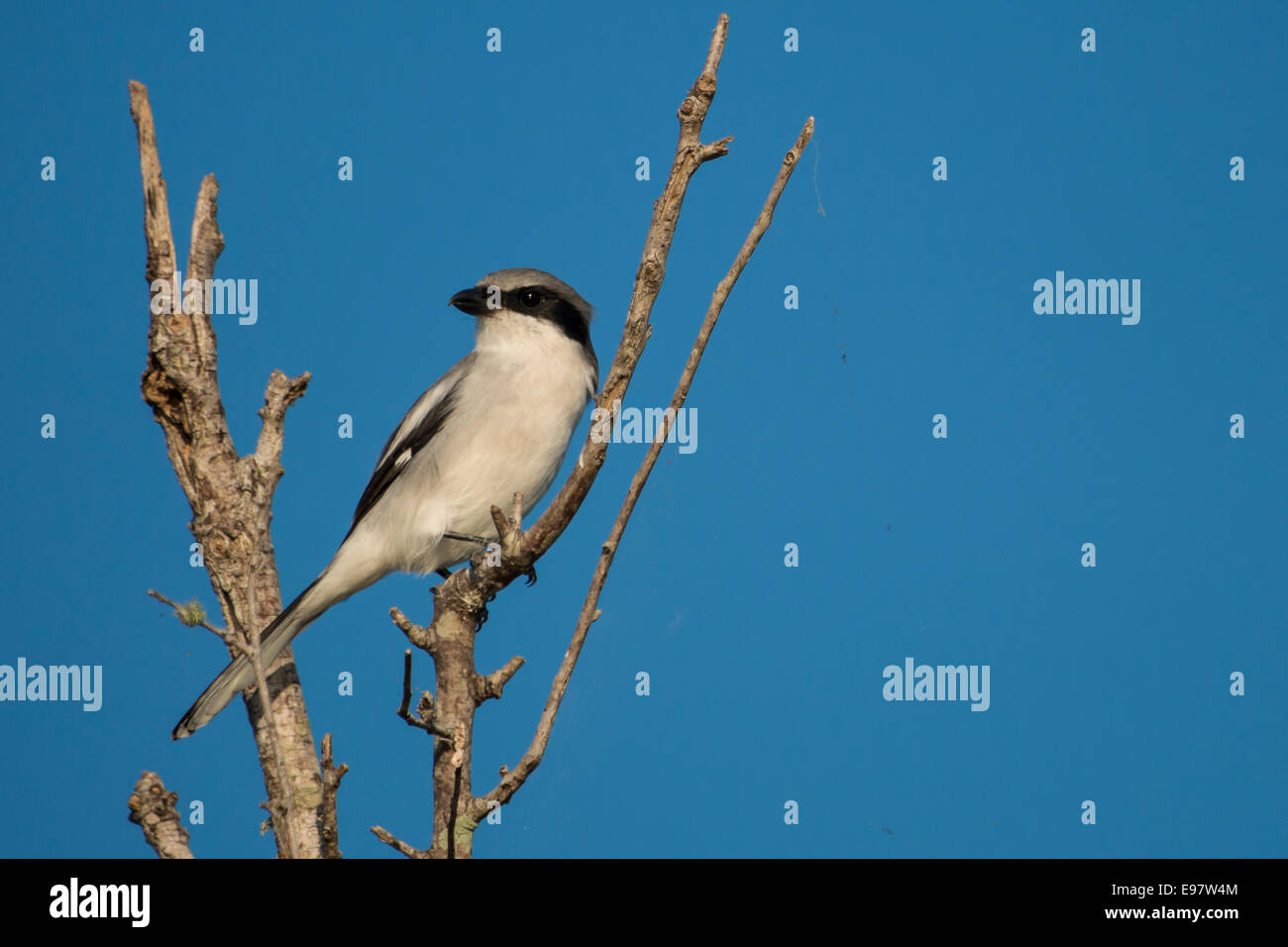 Loggerhead shrike - Lanius ludovicianus Stock Photo - Alamy